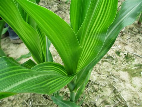 Grain Crops Update Corn Problems From Weather And Other Factors