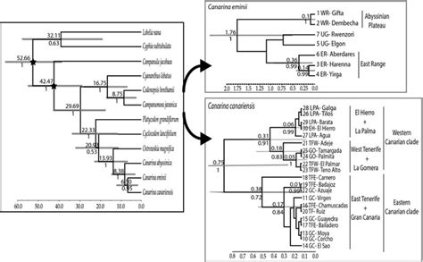 nested analyses of all three linked data sets platycodoneae left and