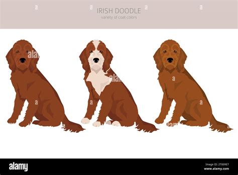 Irishdoodle Clipart Irish Setter Poodle Mix Different Coat Colors Set Vector Illustration