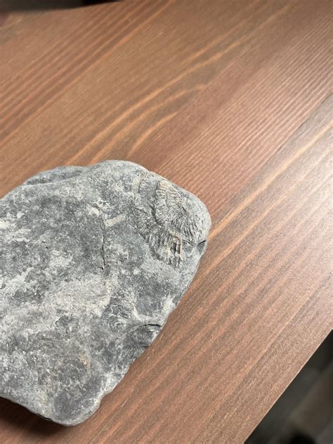 Fossils In Whitby Uk R Fossils