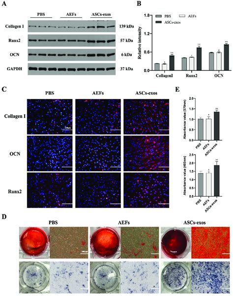 ascs exos facilitate bmsc osteogenesis differentiation in vitro a b