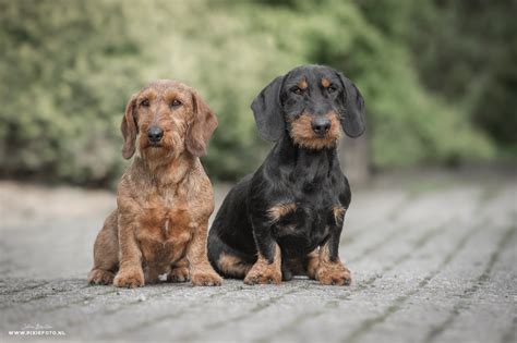 Teckel Relaxxxx Xxl󾍇 Facebook