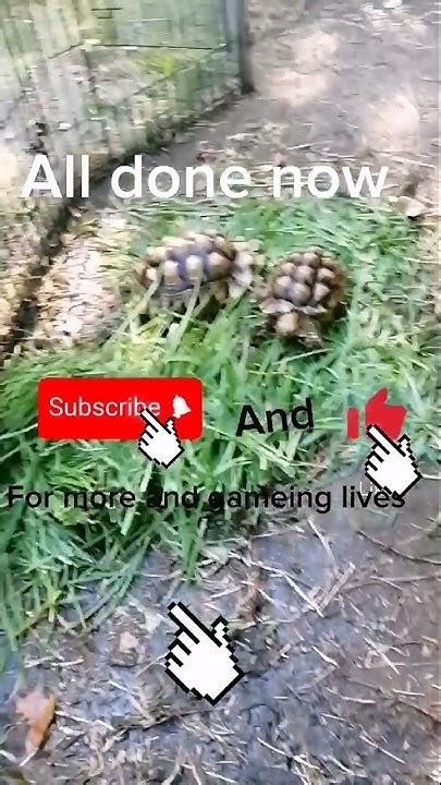 Just Giving The Tortoises Some Food And Water Shortsfeedtortoiseshortsviaralshortviaral
