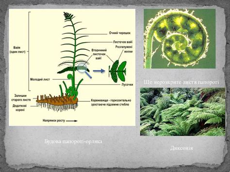 Урок біології в 6 класі Практична робота №3 Порівняння будови мохів папоротей та