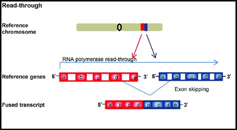 Schematic Illustration Of Formation Of Chimeric Transcript Download