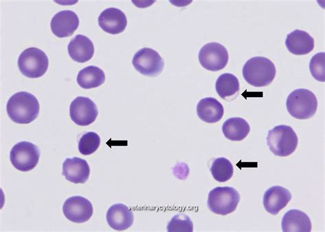 Veterinary Cytologyhaematology Atlas Veterinary Cytology