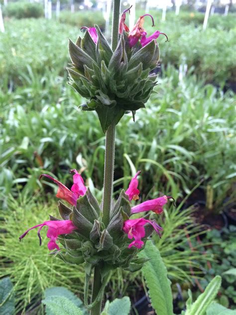 Salvia Spathacea The Watershed Nursery Cooperative