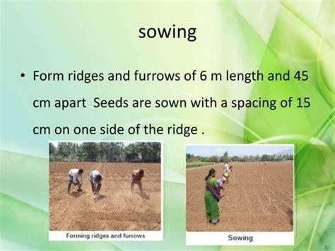 Sorghum Crop Economic Importance And Cultivation Technologies Ppt