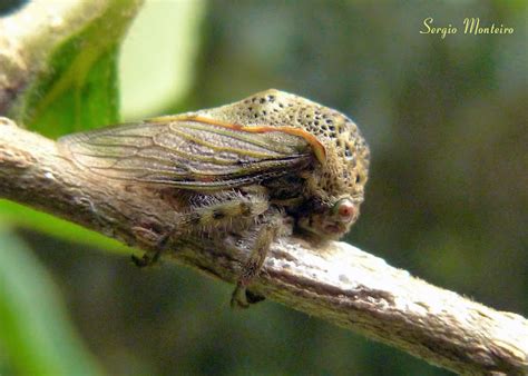 Treehopper Project Noah