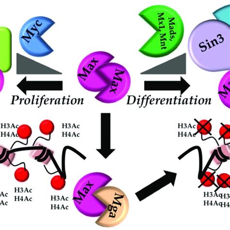 Domain Structure Of Myc Protein Schematic Representation Of Myc And