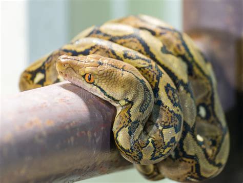 Reticulated Python Stock Image Image Of Closeup Predator 74130141