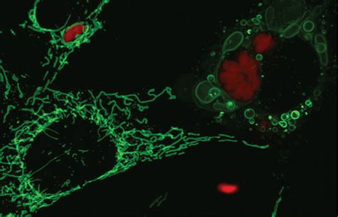 Cell Biology Of Host Pathogen Interactions
