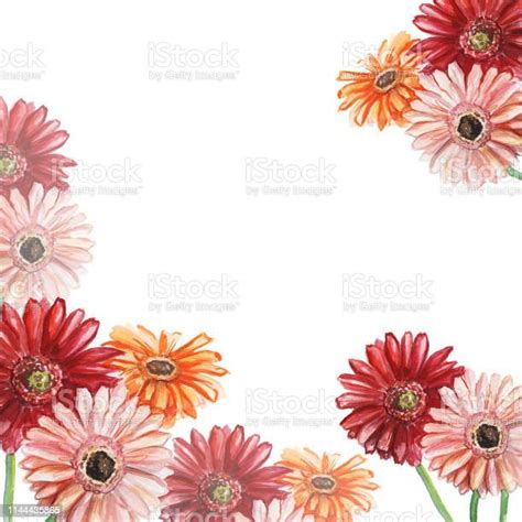 핑크 레드와 오렌지 거 베라와 프레임 수채화 그림입니다 거베라데이지에 대한 스톡 벡터 아트 및 기타 이미지 거베라데이지 3가지 개체 꽃 나무 Istock