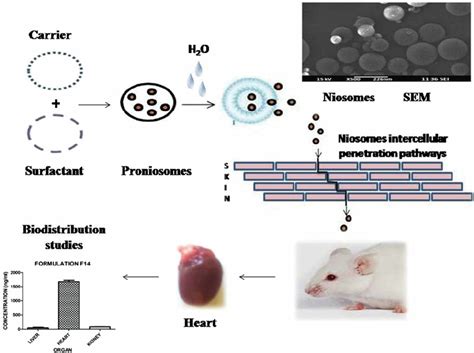 Formulation Hydration And Formation Of Niosomes From Proniosomes And