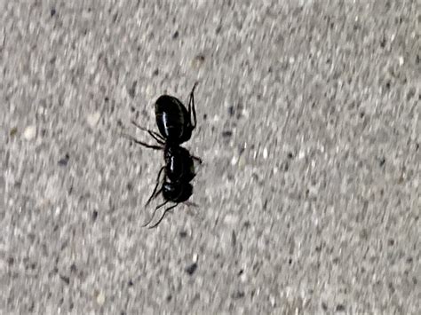 Wingless Queen Camponotus Pennsylvanicus Indiana