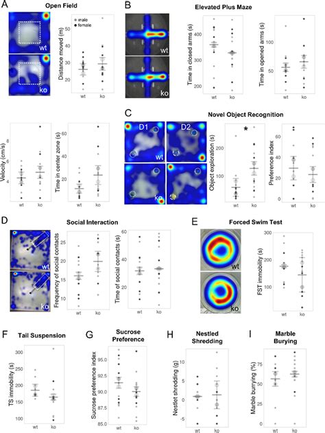 ddah1 ko mice exhibited increased object exploratory behaviour without download scientific