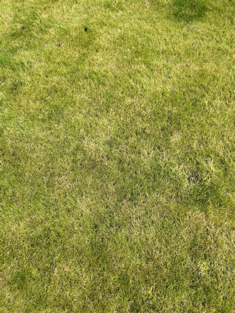 Help Reviving This Grass R Grass