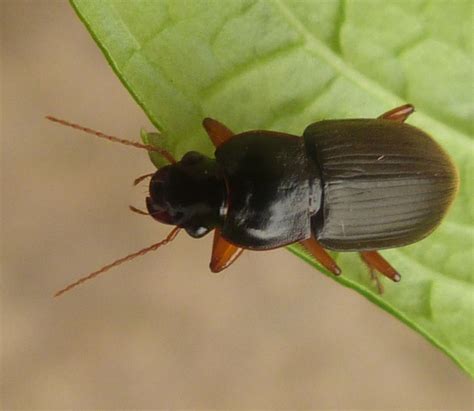 Strawberry Seed Beetle Naturespot