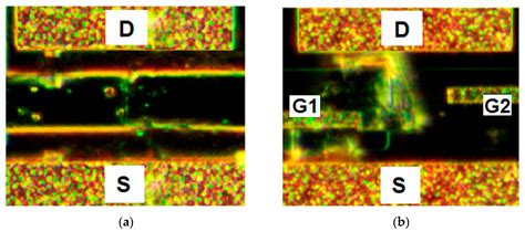 Soi Fet Sensors With Dielectrophoretic Concentration Of Viruses And
