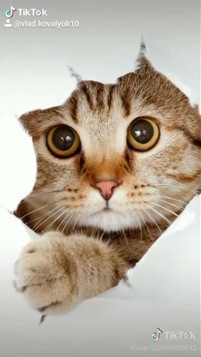 мілий котік Youtube