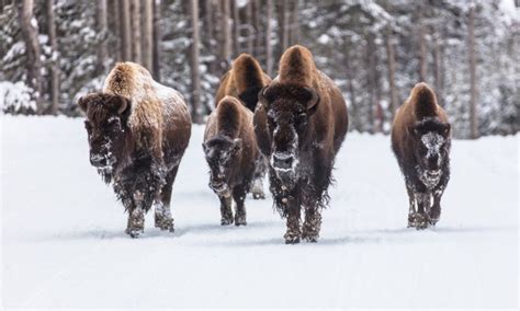 american prairie transfers bison to tribal nations explore big sky