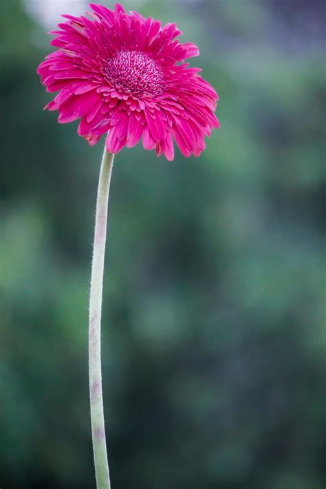 Cute Flower Images Photos Download The Best Free Cute Flower Images