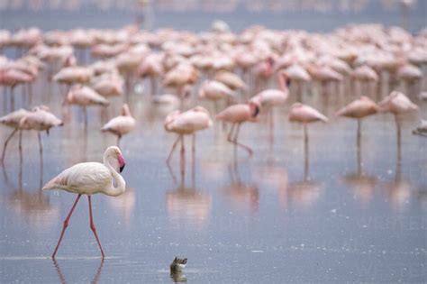 Flock Of Greater Flamingos Standing In Clean Water And Soaring Over