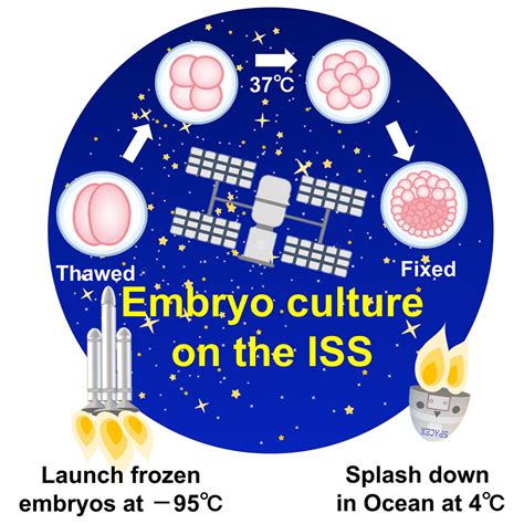 Effect Of Microgravity On Mammalian Embryo Development Evaluated At The International Space