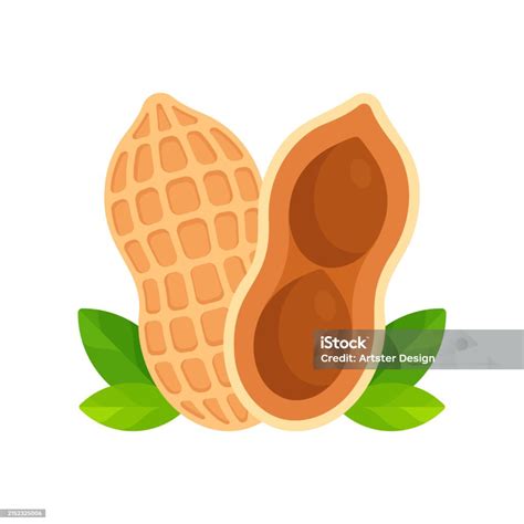 전체 땅콩과 씨앗이 보이는 반으로 자른 땅콩 흰색 배경에 고립된 평면 아이콘입니다 슈퍼푸드 및 비건 단백질 소스 개념 영양 가이드 및 건강 식품 포장에 사용하기에 좋습니다