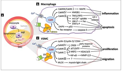 Figure 1 From The Role Of Calmodulin And Calmodulin Dependent Protein