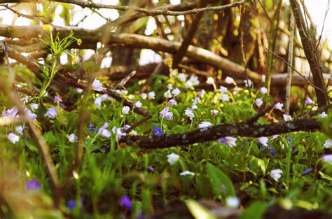 Macro Spring View Rwallpapers
