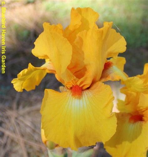 Tb Iris Germanica Jolt Weiler 1988