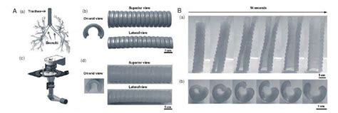 A Shape Memory Tracheal Scaffolding Production Process A Digital Download Scientific