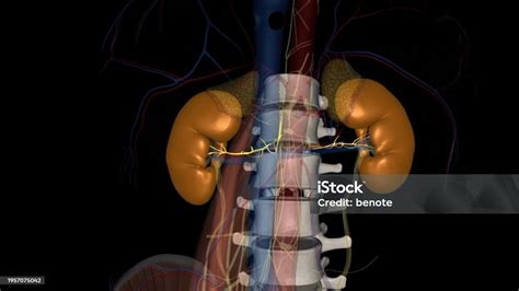 The Renal Plexus Is A Complex Network Of Nerves Formed By Filaments