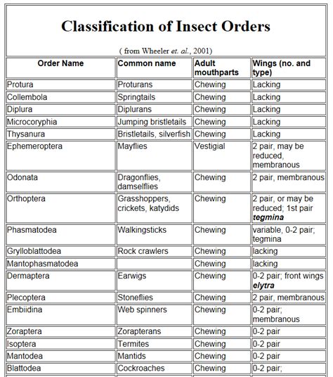 Insect Classification Artofit