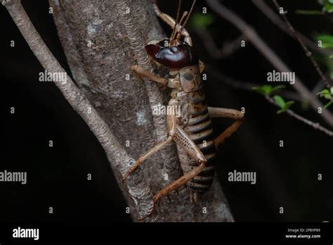 A Male Hemideina Femorata The Canterbury Tree Weta From The South Island Of Aoteroa New Zealand