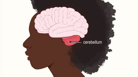Cerebellum Function In The Brain