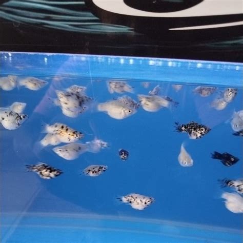 Jual Molly Ballon Marble Shopee Indonesia