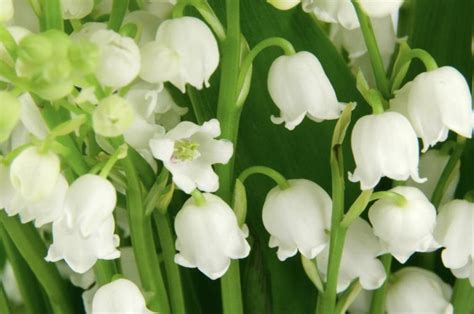 Pakalnutė Subtili Gėlė Užburianti Savo Grožiu Ir Aromatu