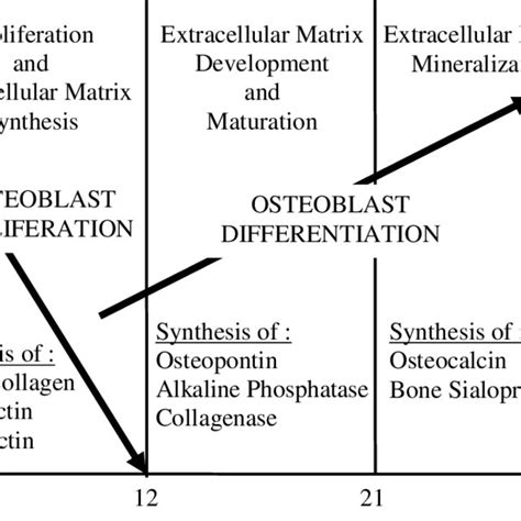 Synthesis Of Polydl Lactide Co Glycolide Plga And Decomposition Download Scientific Diagram