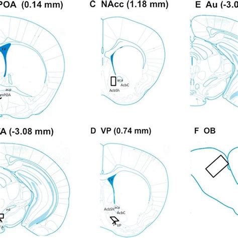 Schematic Representation Of The Brain Regions Analyzed For C Fos