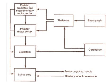 Neuro Lecture Motor Control Flashcards Quizlet