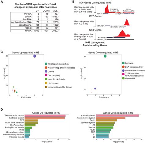 Hs Alters The Expression Of Coding And Non Coding Rnas A Small