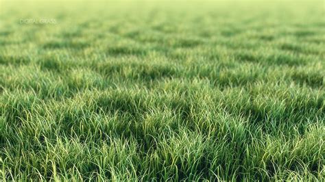 How To Make Yellow Grass Green In Photoshop At Neomi Ingram Blog