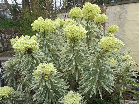 Euphorbia Tasmanian Tiger World Of Succulents