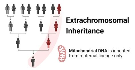 Extrachromosomal Inheritance Types Modes Uses