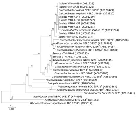 Gluconacetobacter Liquefaciens