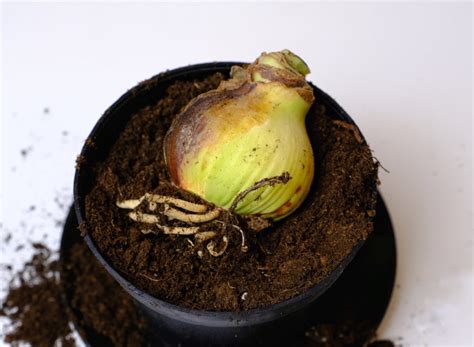 What Compost Is Best For Amaryllis At Alexis Hoff Blog