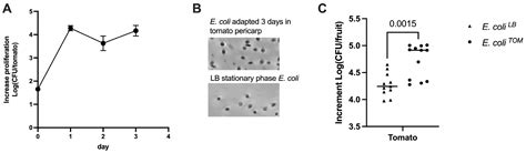 Biology Free Full Text Adaptation Of Commensal Escherichia Coli In Tomato Fruits Motility