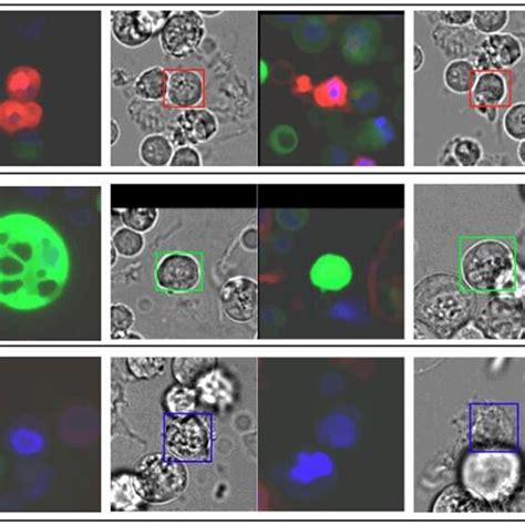 examples of annotated cells from each class download scientific diagram